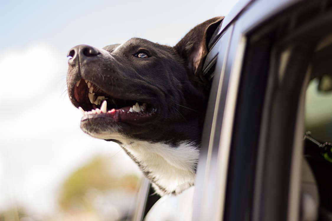 Dog Riding In Car Lori Verni Fogarsi LoriTheAuthor 